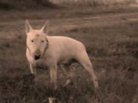 Bull Terrier bullterrier- From the Soul; the Fantastic Four