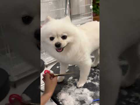 Pomeranian hair trimming! #cute #Pet Grooming Scissors
