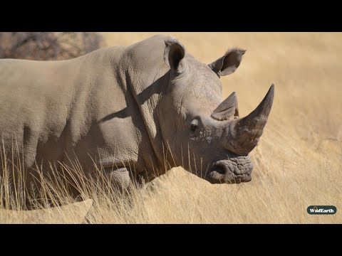 A rhino darting experience