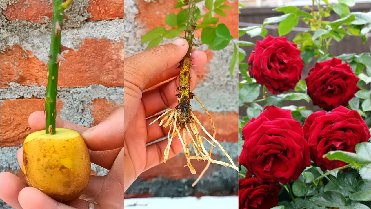 How to propagate roses with potatoes | Grow Roses in Pot | How to grow Rose from cuttings