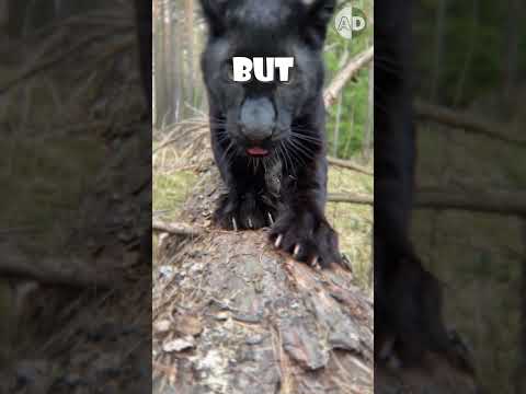 Black Panthers: Jaguars, Leopards, and Melanism Explained ????????
