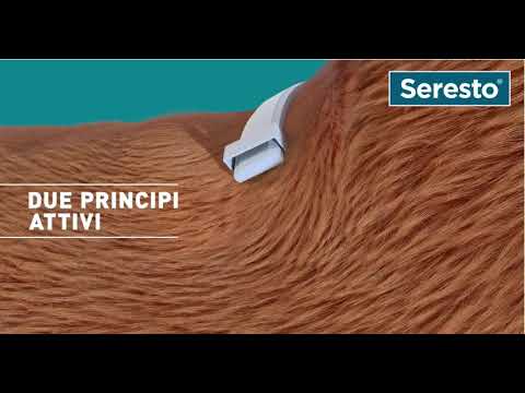 Seresto collare antiparassitario per cani .Protegge dal rischio di trasmissione della leishmaniosi .