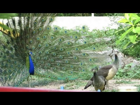 A Peacock Opening Feathers for Two Peahens | Peacock Dancing in Kids Park