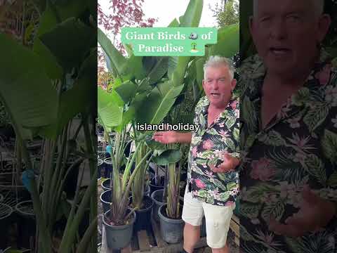 Plant Giant Bird of Paradise for a Tropical Island Look💖🏝️