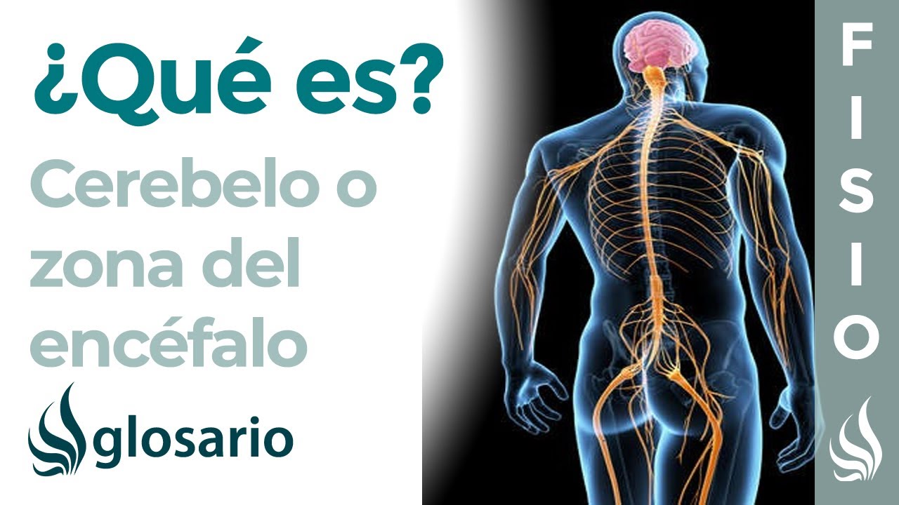 CEREBELO | Qué es, cómo funciona, partes, para qué sirve y lesiones