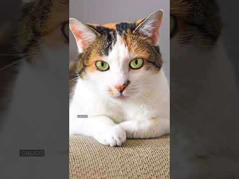 Shocking Tortie Facts! #shorts