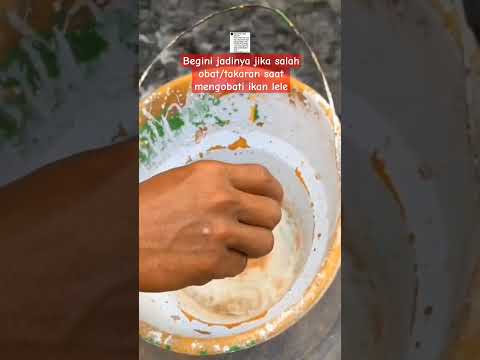 Ikan lele terkena penyakit sirip merah diobati dengan PK malah pada mati semua #shortsviral