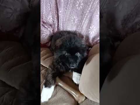 Karakachan puppy