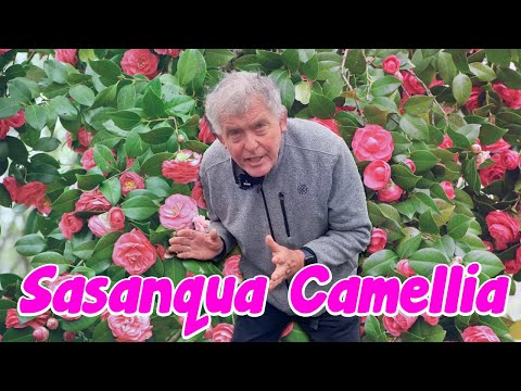 The Beauty and Versatility of Sasanqua Camellia