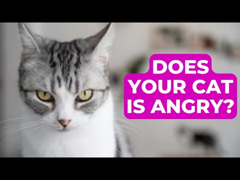 How to Understanding Your Cat is Angry: Decoding Your Cat's Emotional Cues