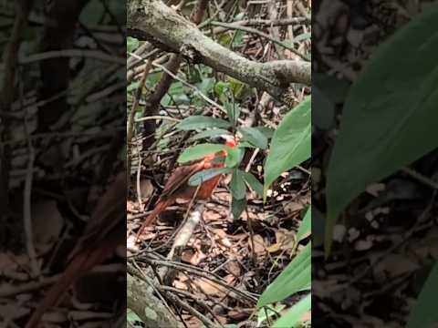 Northern Cardinal Either Molting or Has Parasites as Head Feathers are Absent, Cross Seminole Trail!