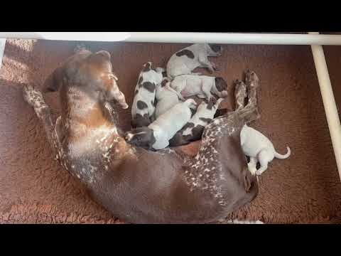 'S' litter 2 weeks old