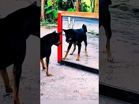 funny video dogs ๐คฃ๐คฃ๐คฃ๐คฃ#funny #funnyshorts #funnycomedy #funnyvideos #funnydogsvideos