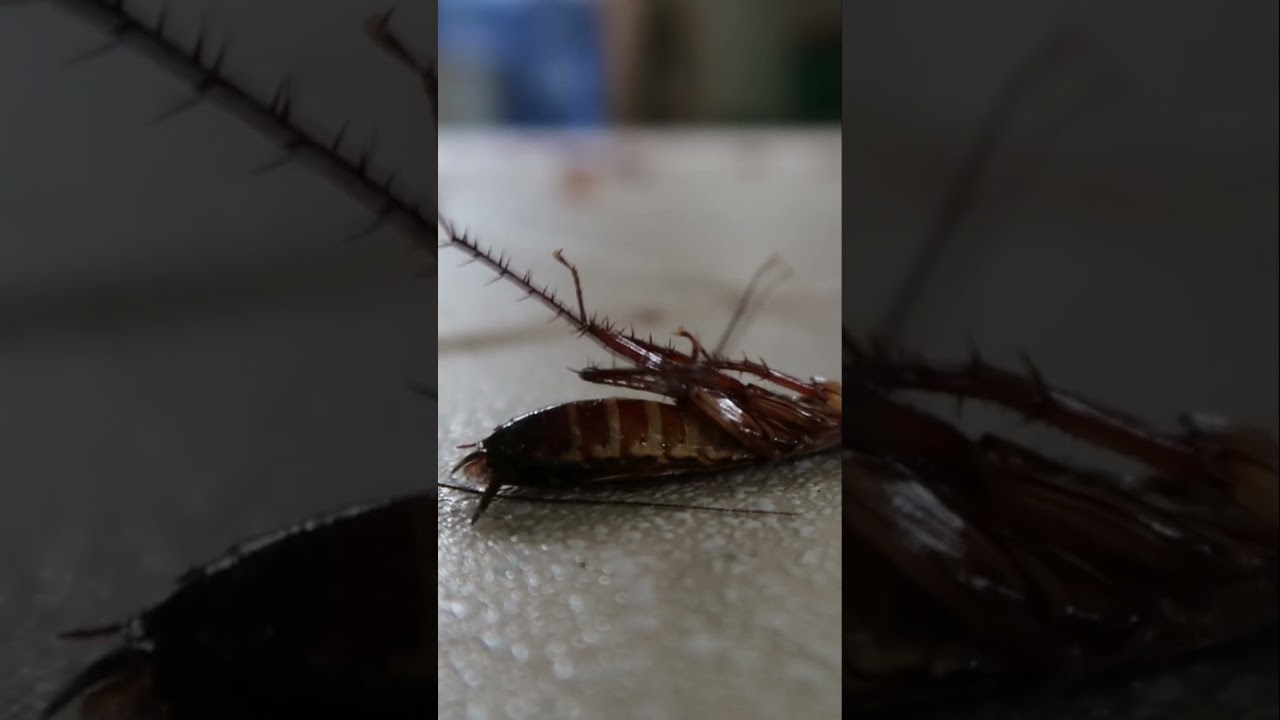 STRETCHING COCKROACH