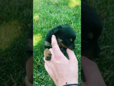 Angry little rottweiler