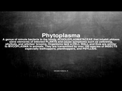 Medical vocabulary: What does Phytoplasma mean