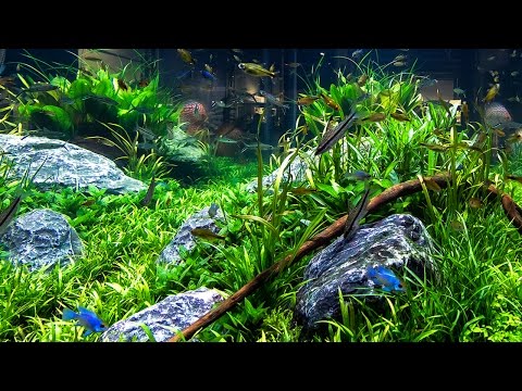Aquarium Decorating Tips