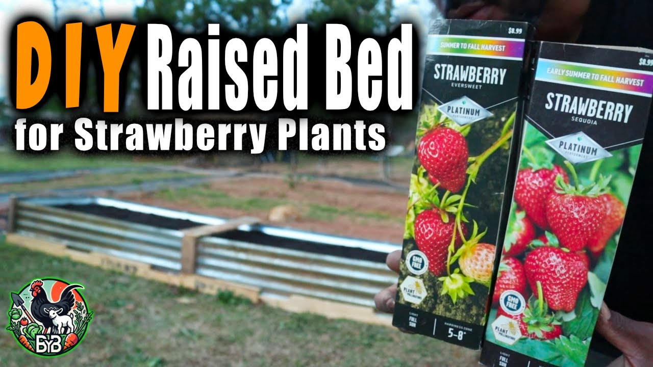 DIY Raised Garden Bed for Strawberries | Eversweet & Sequoia Bare Root Planting | Zone 8a