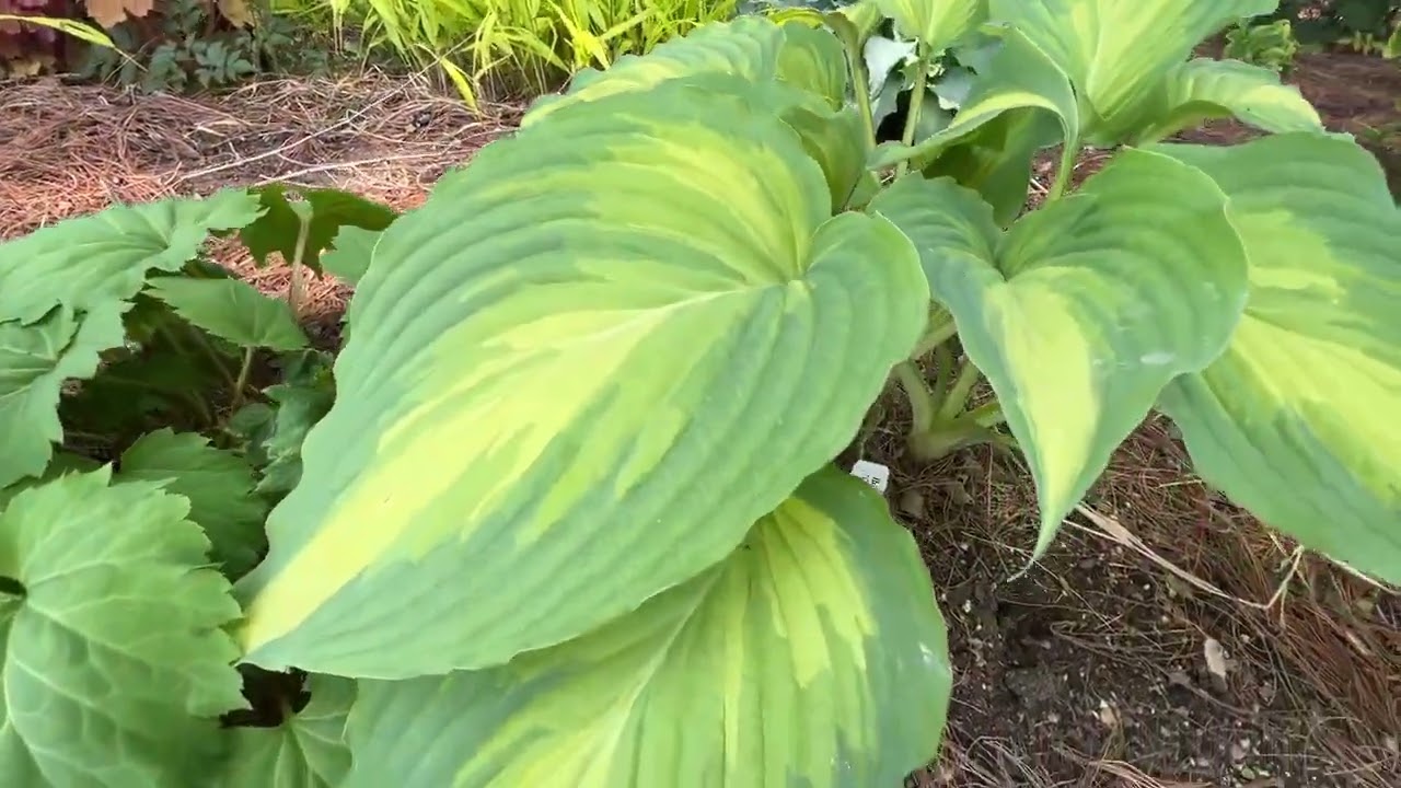 Hosta Garden Tour at Walters Gardens