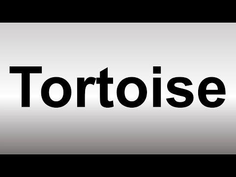 How to Pronounce Tortoise