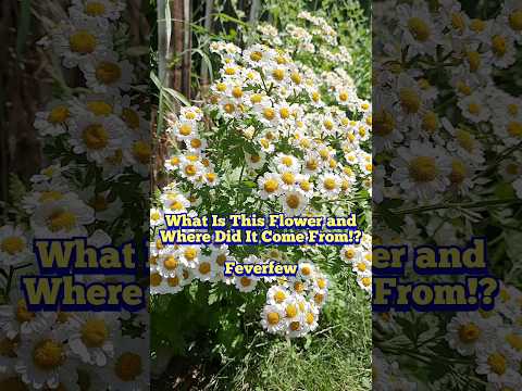 What Is This Flower!? Feverfew ID and Uses #foraging #shorts #flowers #medicinal #garden