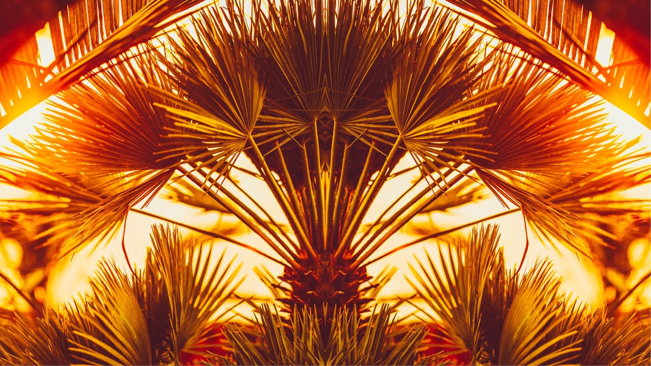 Chamaerops humilis - Hardy & Exotic Mediterranean Fan Palms