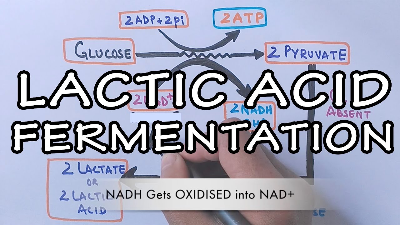 Lactic Acid Fermentation | Detailed