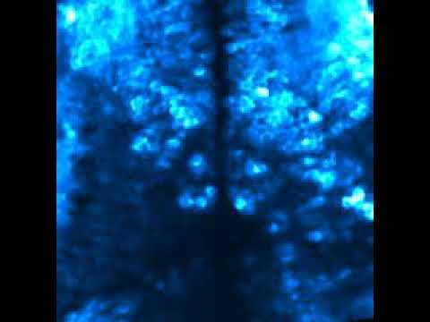 Denoised movie of zebrafish neurons expressing GCaMP6s