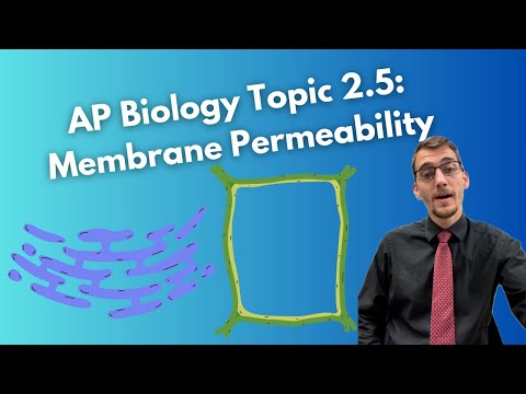 2.5 Membrane Permeability - AP Biology
