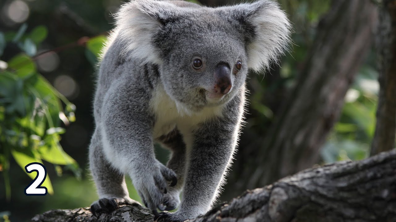 2 Minute Timer- Koala Bear Speaks When Time's Up!!