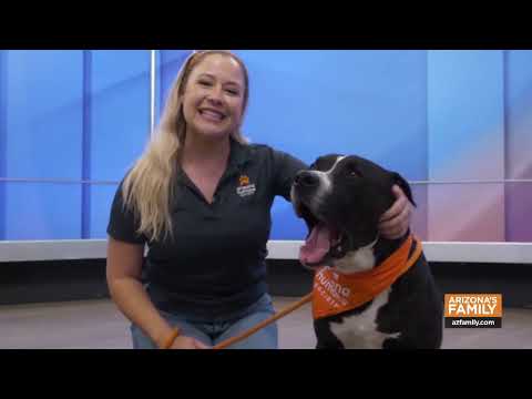 Pets on Parade (Full Episode) June 28, 2025