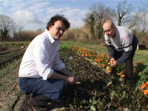 Organic the new flavour for French elite cuisine