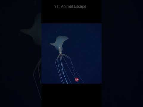 Squid is a marine animal that belongs to the mollusk group
