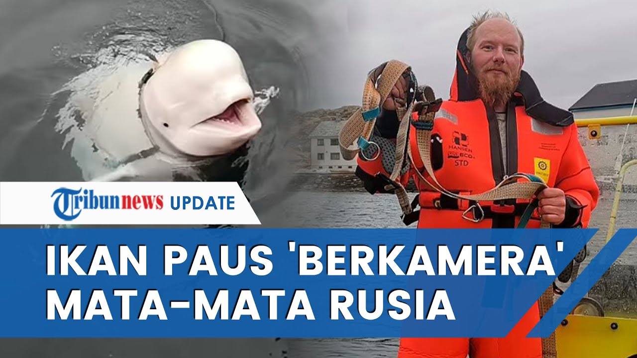 Canggihnya Rusia Pakai Ikan Paus Dipasangi Kamera Pengintai, Jadi Mata ...