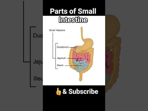 What are the 3 parts of the small intestine? #human #physiology #anatomy #Students