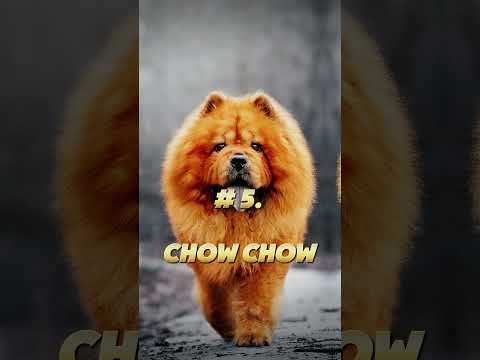TOP 10 MOST Dangerous DOG BREEDS IN THE WORLD