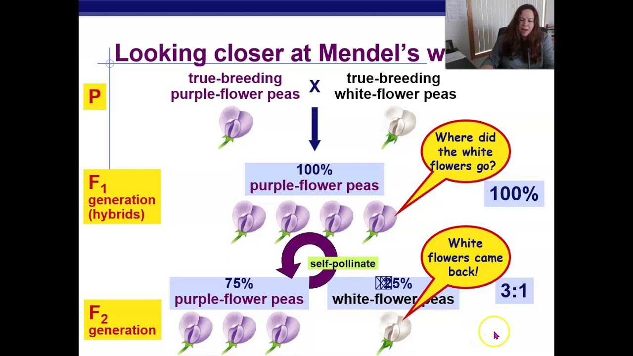 Ch14 Mendelian Genetics NOTES APBIO