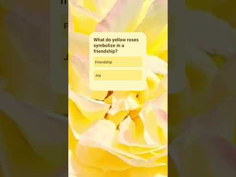 What do yellow roses symbolize in a friendship? #flowers #rose #floralparadise #naturalelegance