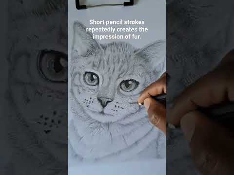 Drawing a cat's fur - easy tips #drawmore #drawing #art #pencildrawing #letsdraw #youcandraw