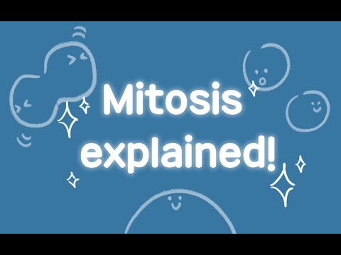 The 5 Steps of Mitosis (AP Biology / Campbell Biology)