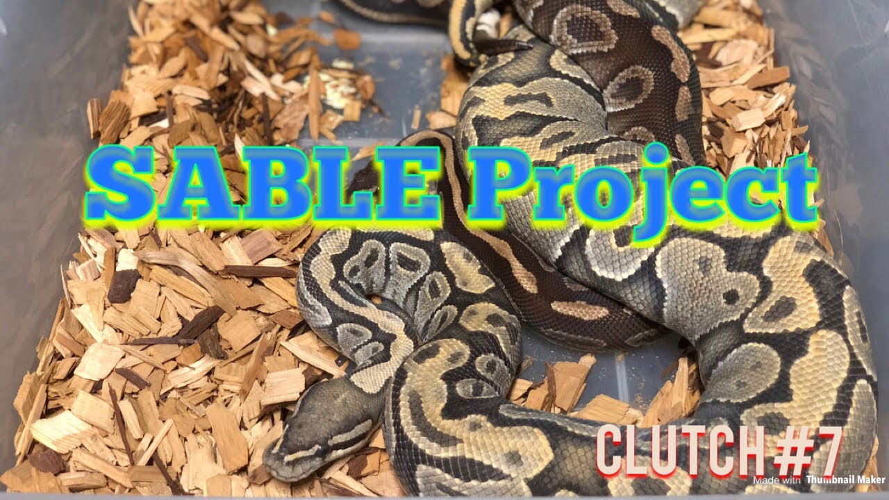 2019 Ball Python Breeding:  CLUTCH #7