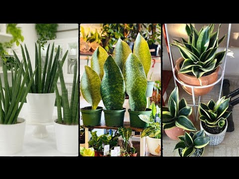 8 Snake Plant Varieties for Low-Maintenance Living Decor