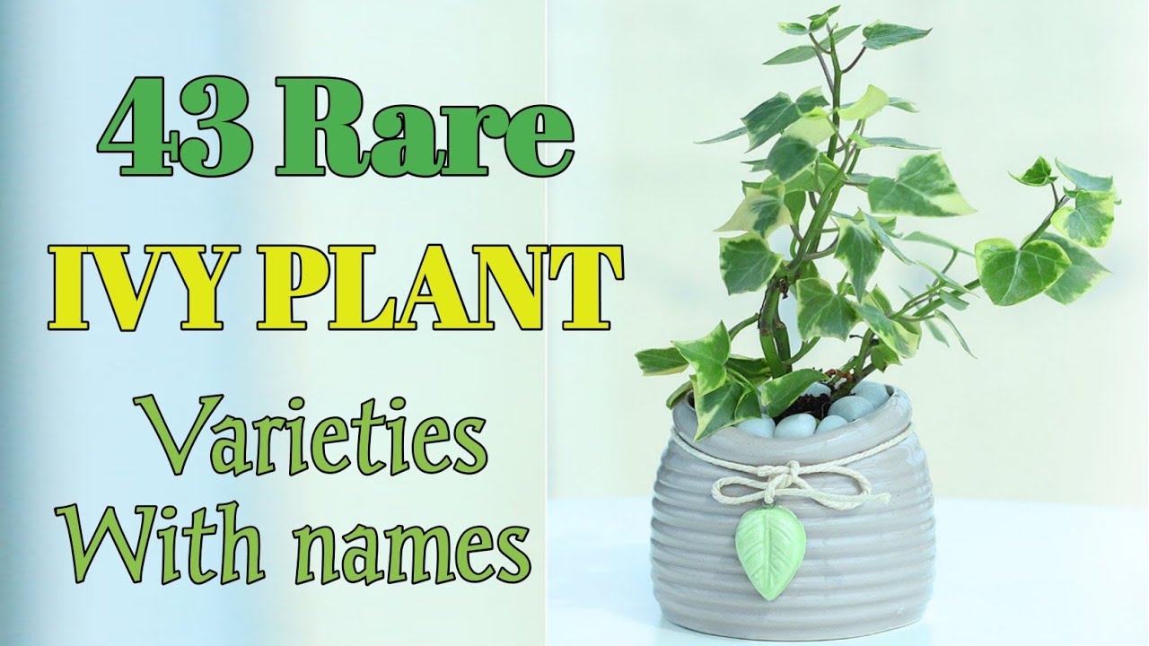 43 Ivy Plant Varieties with Names | IVY Plant types | Plant and Planting