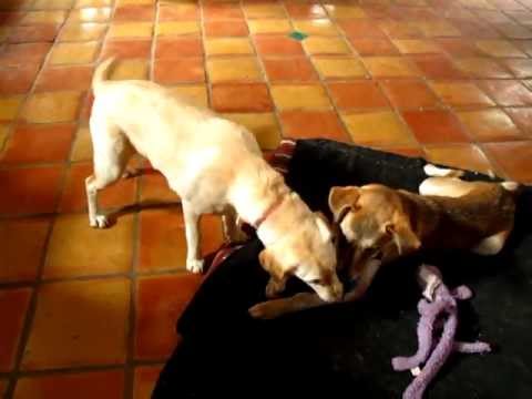 Lab Willow & Angie play with toys