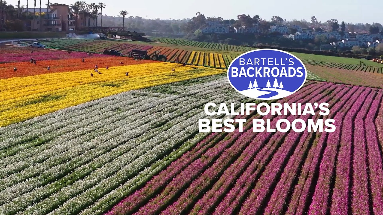 Explore California’s most colorful flower fields and spring landscapes | Bartell's Backroads