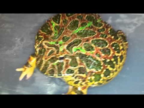 Biggest pacman frog