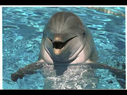 Beautiful dolphins pictures