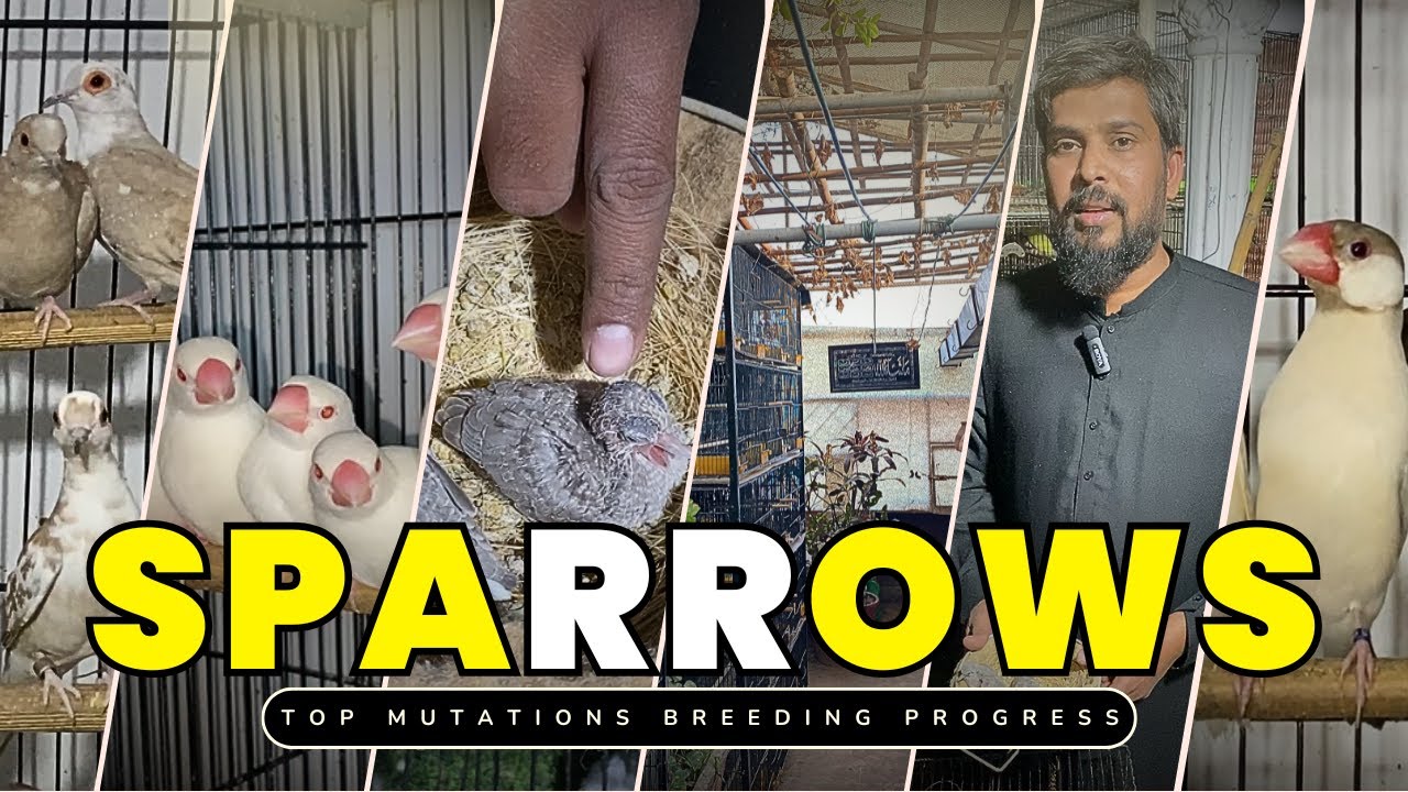 MashaAllah! Fawn Pastel Emo Java Sparrows – Top Mutations Breeding Progress