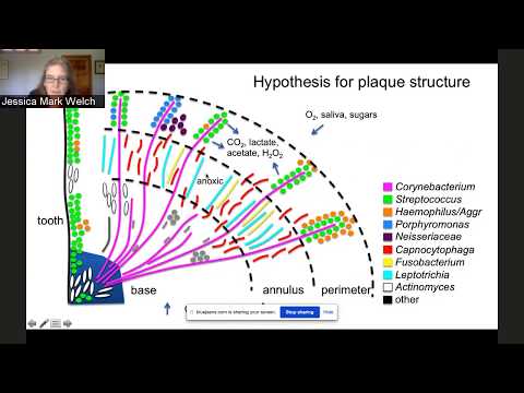 Jessica Mark Welch - Spatial Organization of Microbiomes at Micron Scales