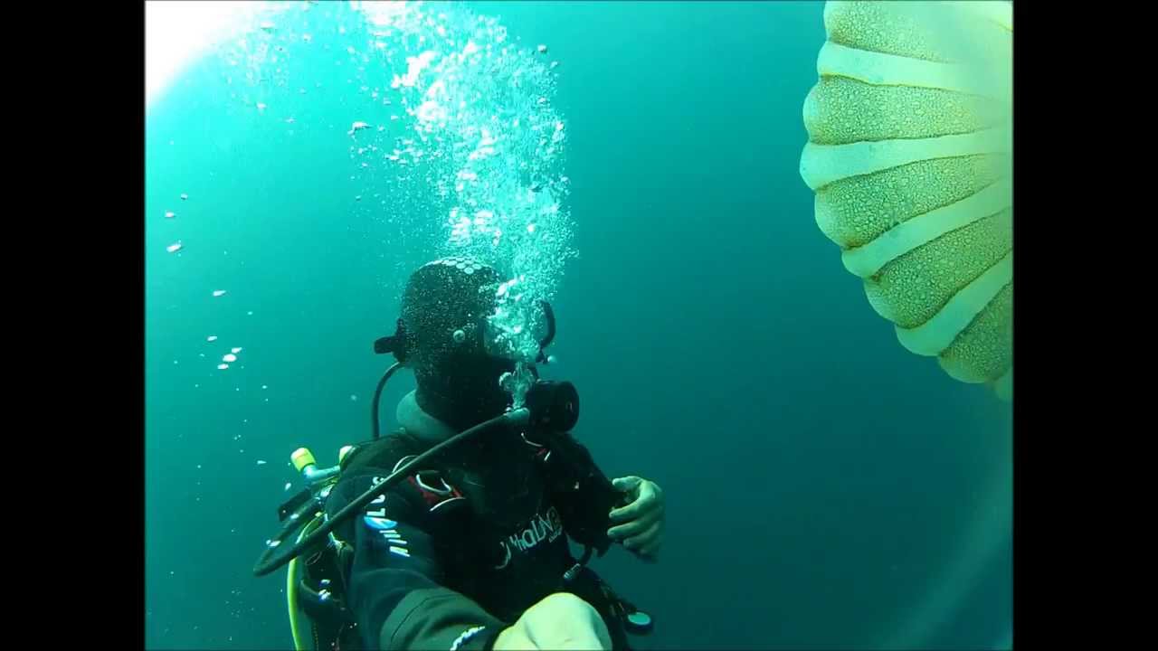 Medusa - Chrysaora plocamia